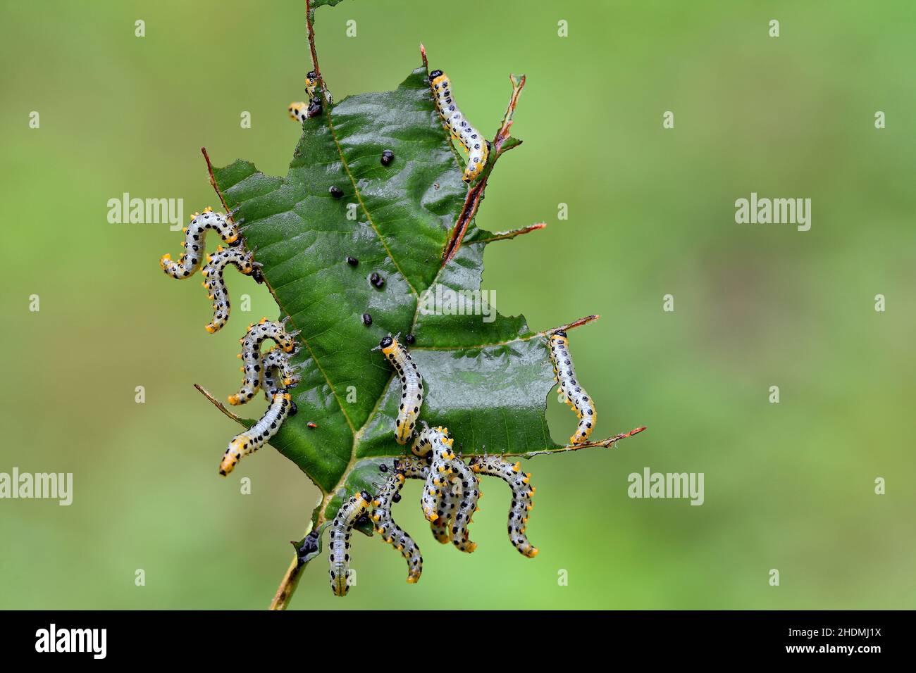 Folivore hi-res stock photography and images - Alamy