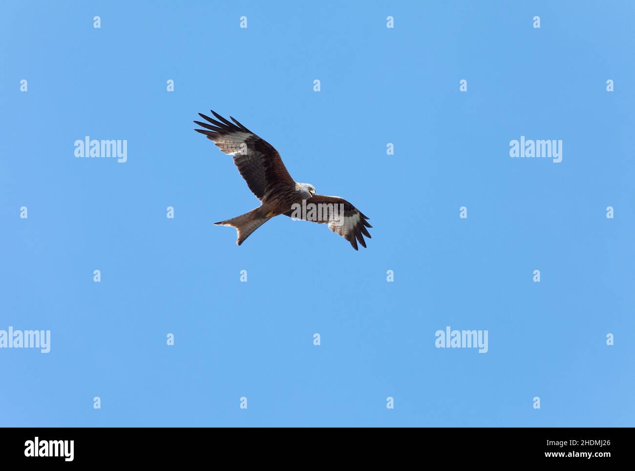 red kite, red kites Stock Photo - Alamy