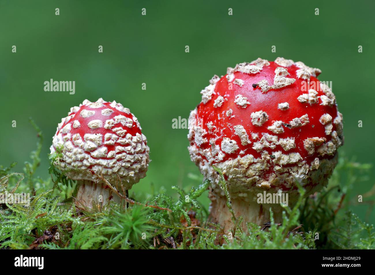 fly agaric, fly agarics Stock Photo - Alamy