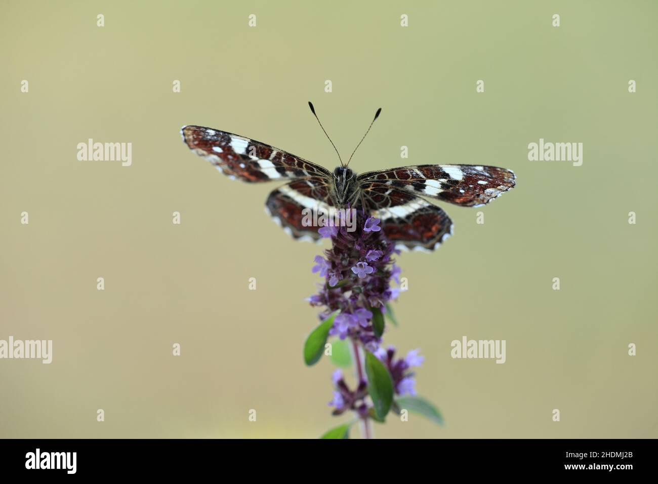 map butterfly, map butterflies Stock Photo - Alamy