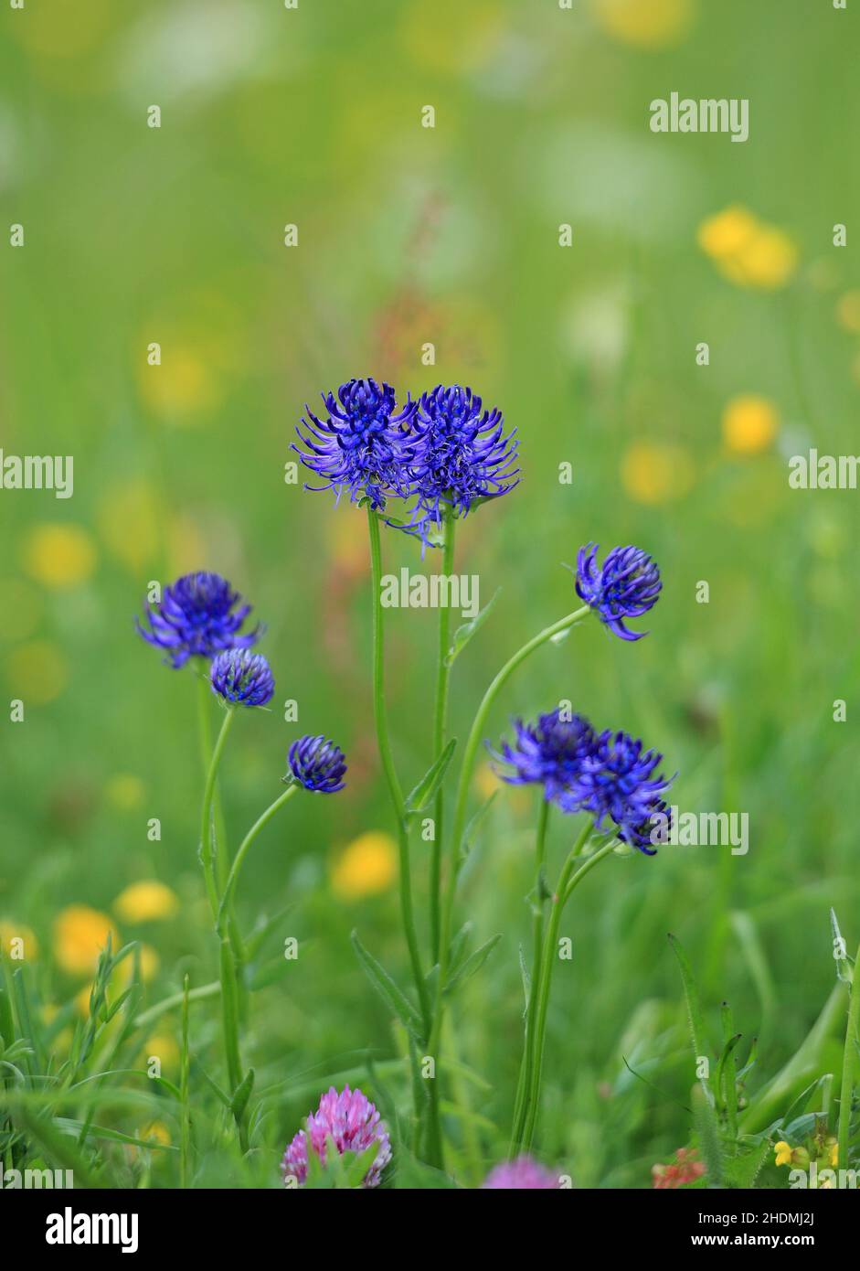 Rampion flowers hi-res stock photography and images - Alamy