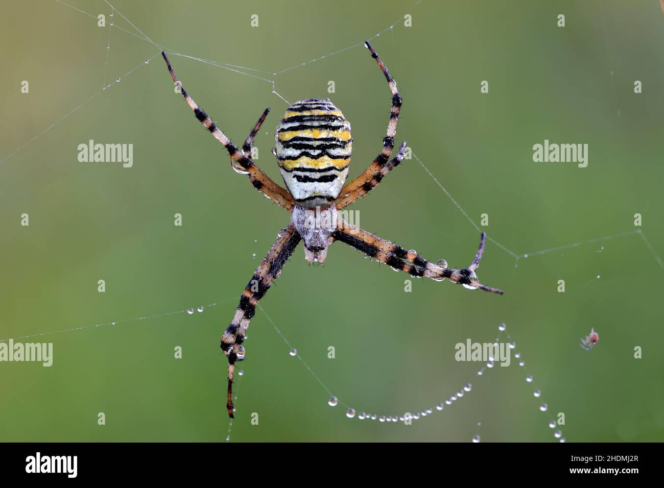 Spider dangling hi-res stock photography and images - Alamy