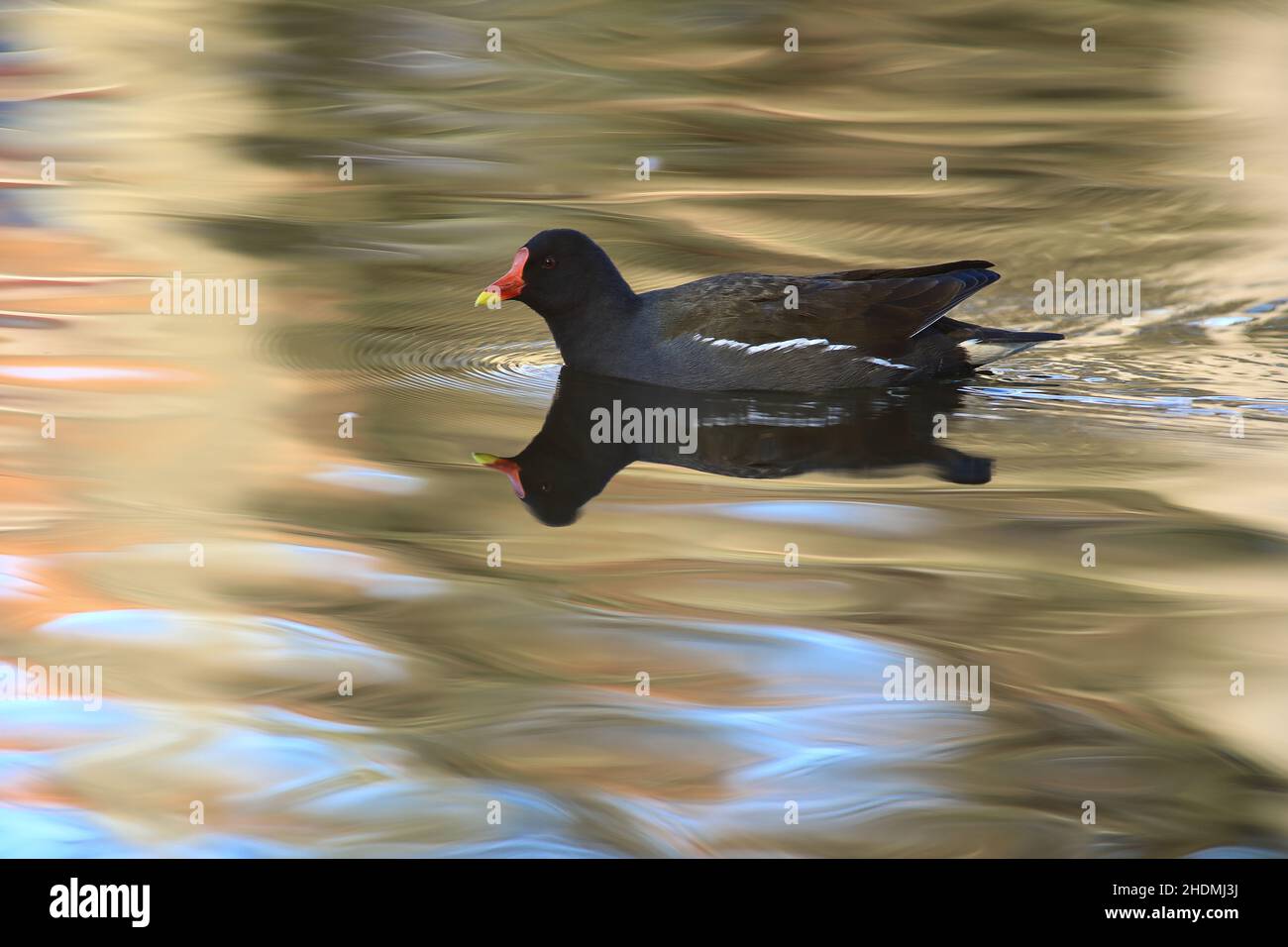Moorhens and coot hi-res stock photography and images - Alamy