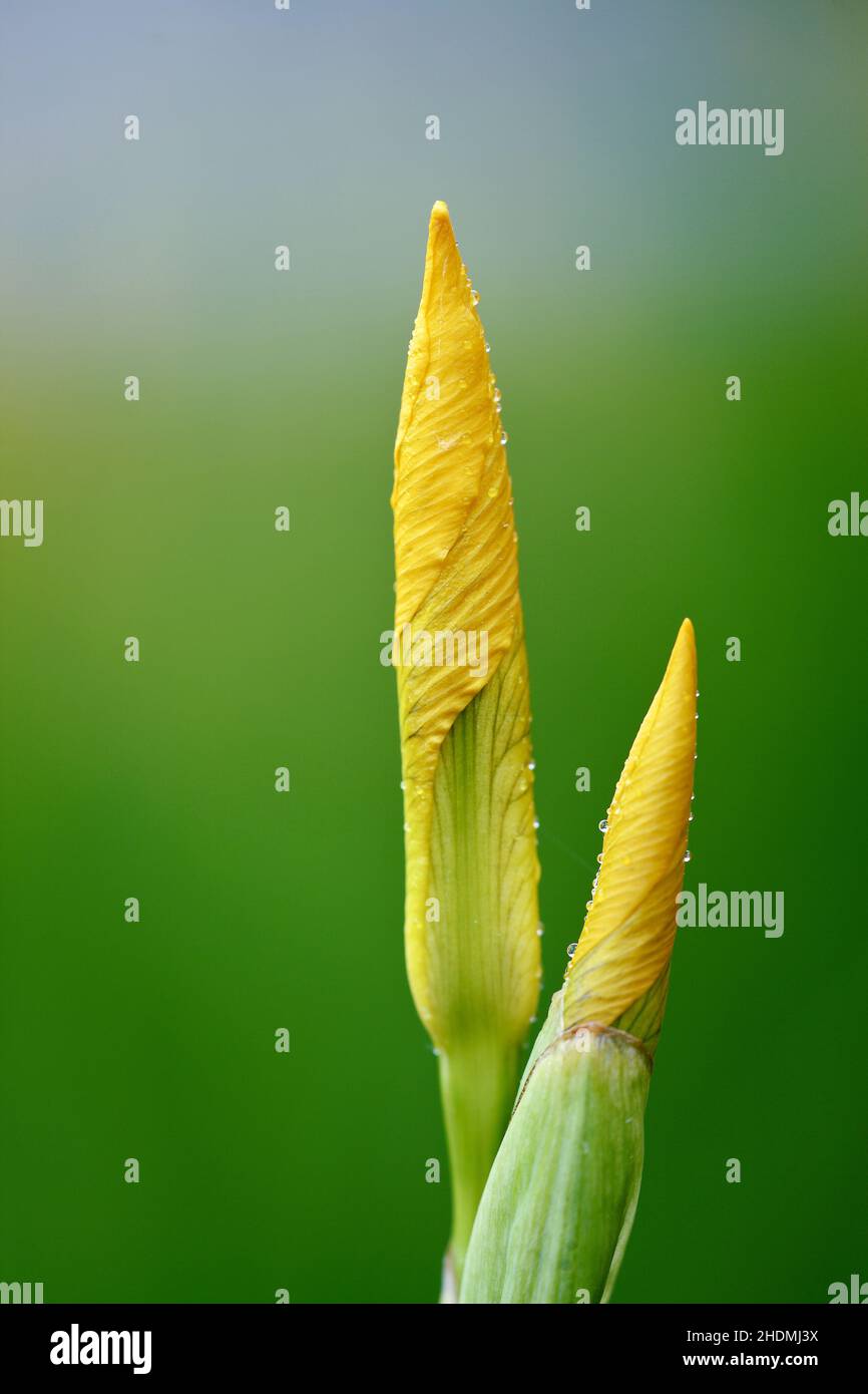 swamp-edged sword lily, swamp-edged sword lilies Stock Photo - Alamy
