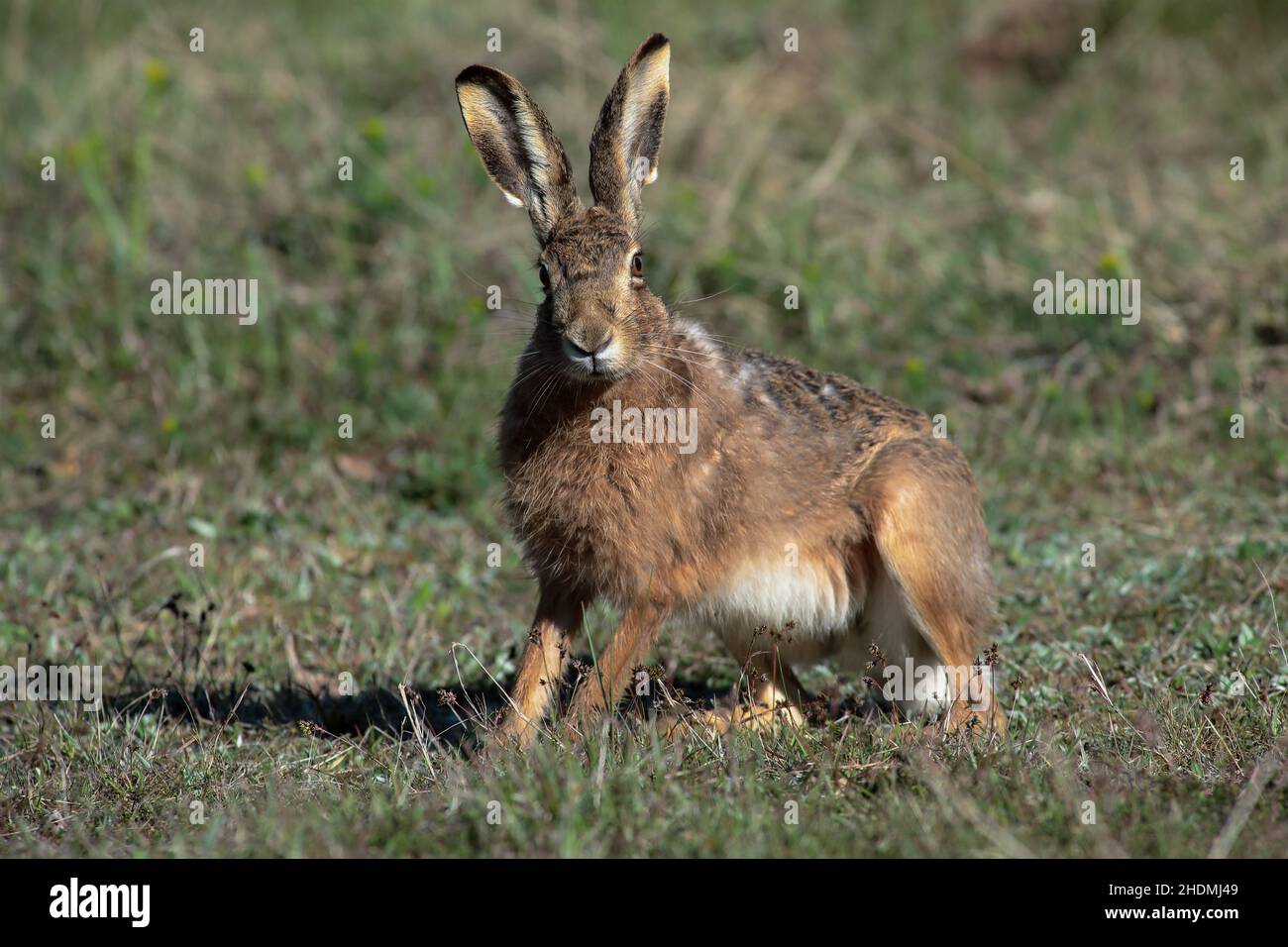Hare hares hi-res stock photography and images - Alamy
