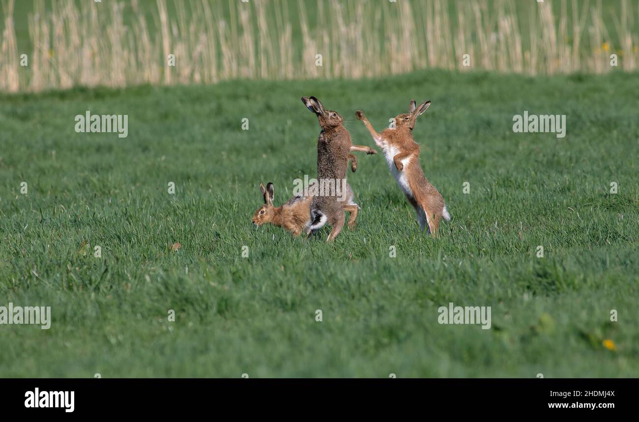 hare, boxing, hares, fighting Stock Photo - Alamy