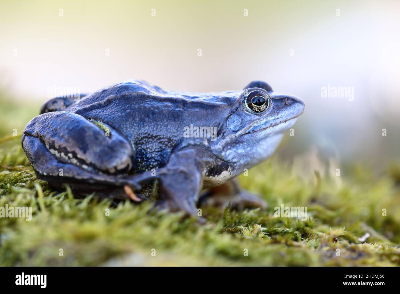 Day on moor hi-res stock photography and images - Alamy