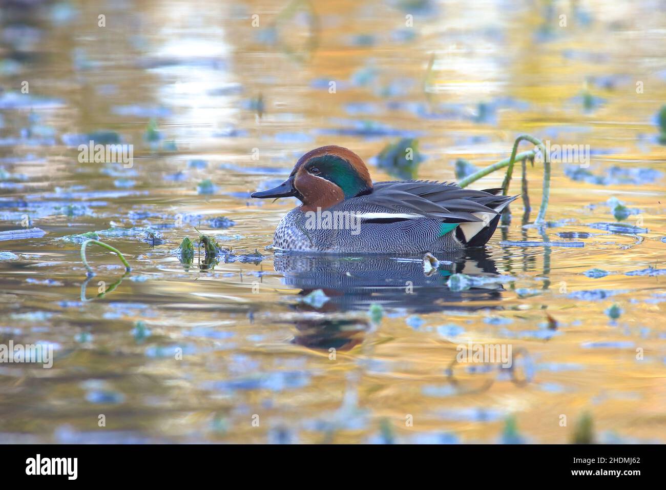 common teal, common teals Stock Photo - Alamy