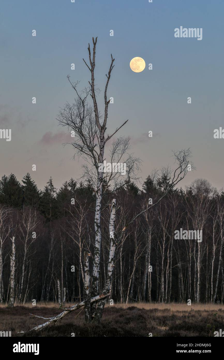 birch tree, full moon, birch, birch trees, full moons Stock Photo - Alamy