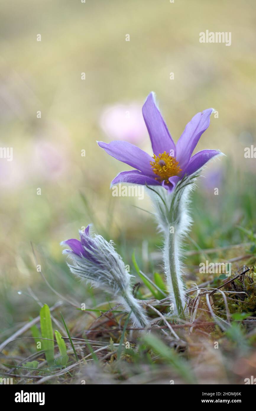 ordinary anemone, ordinary anemones Stock Photo - Alamy