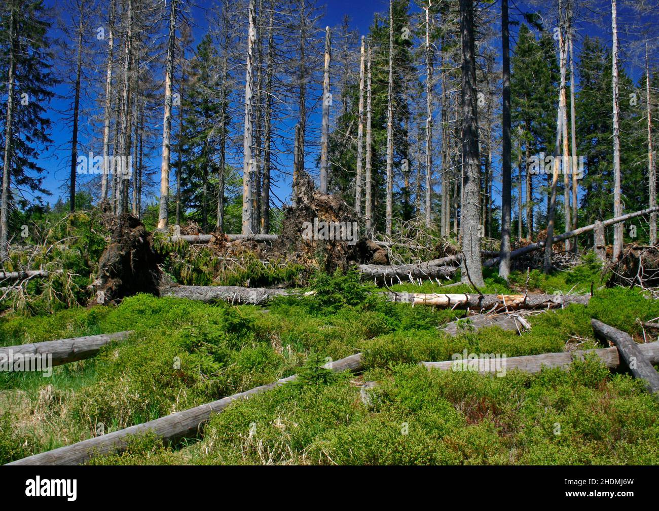 deforestation, storm damage, forest damaged, deforestations, storm ...