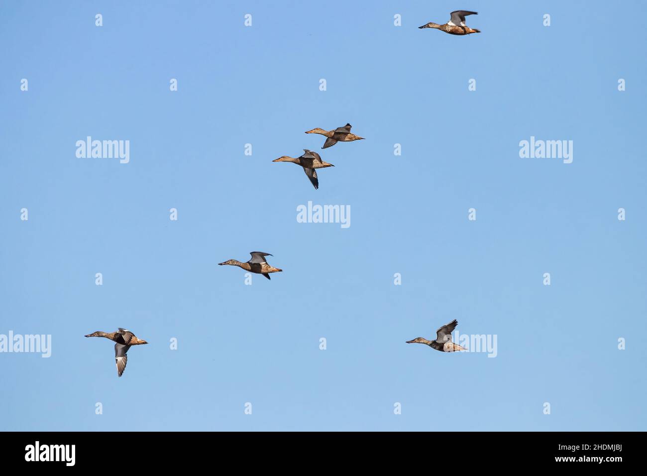 Female northern hi-res stock photography and images - Alamy