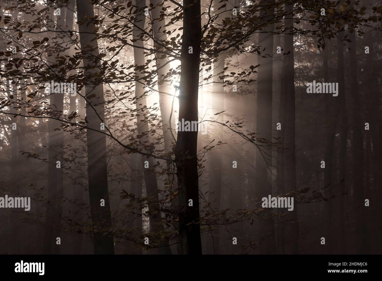 sunlight, forest, light beam, sun ray, sun rays, sunbeam, sunbeams ...