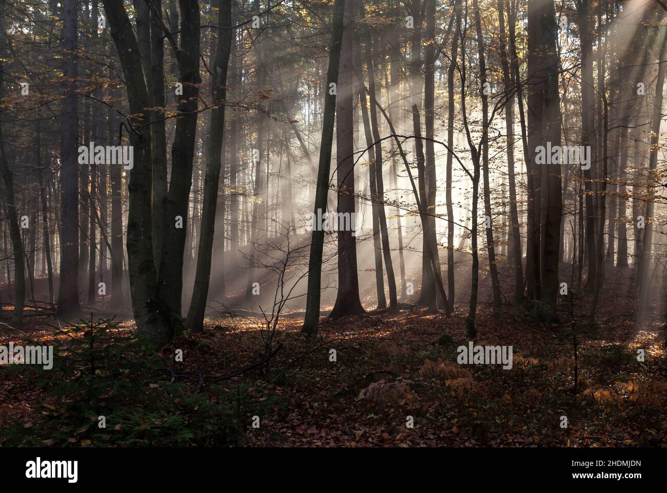 sunbeams, coniferous, light beam, sun beams, sun ray, sun rays, sunbeam ...