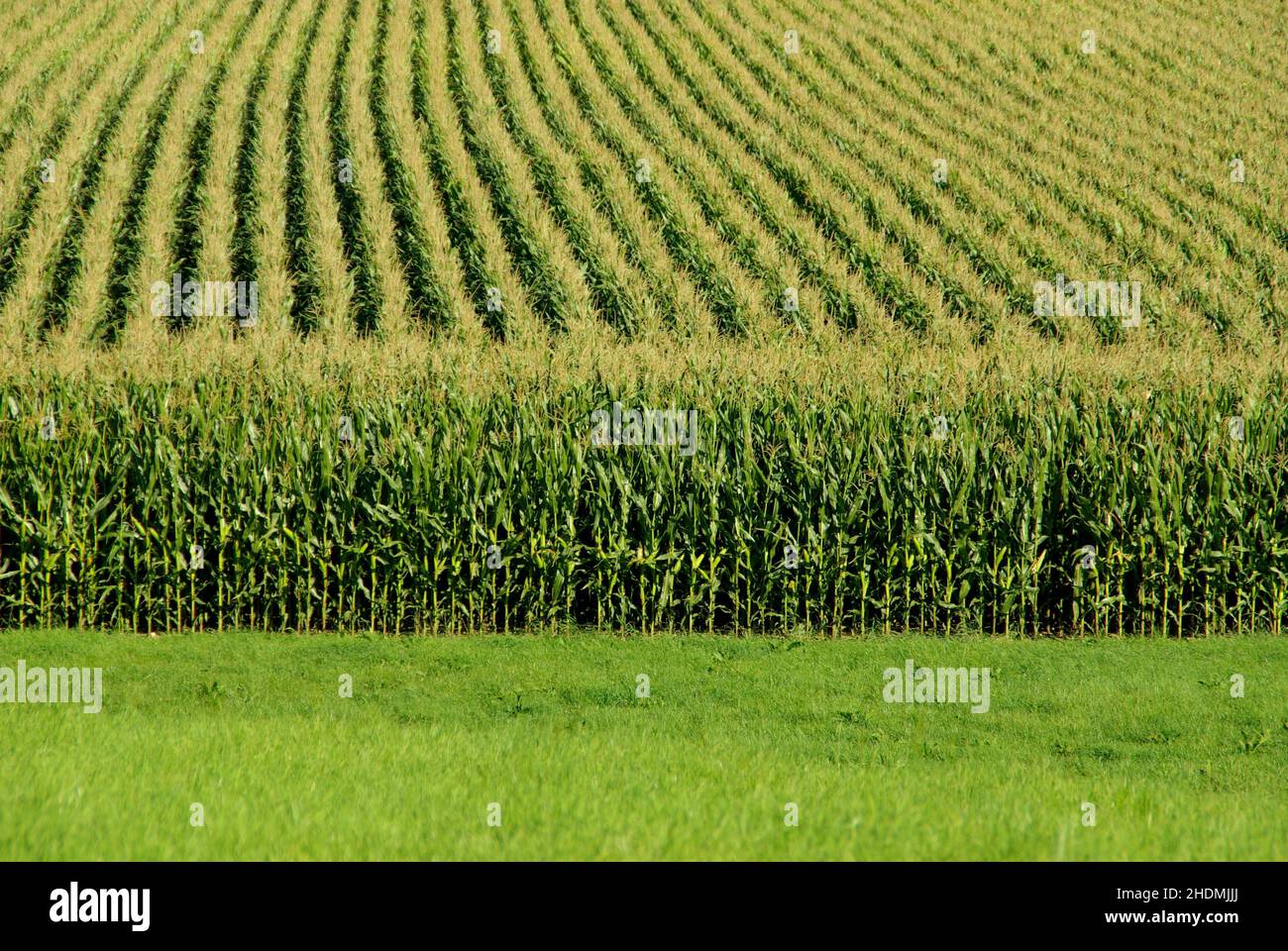 maize field, maize cultivation, cornfields, corn growing, cultivation ...