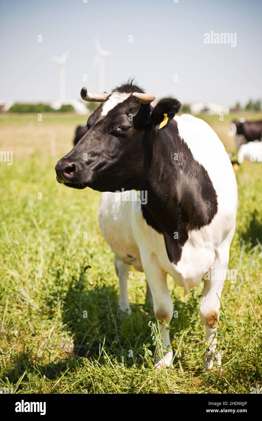 Cow full of colors hi-res stock photography and images - Alamy
