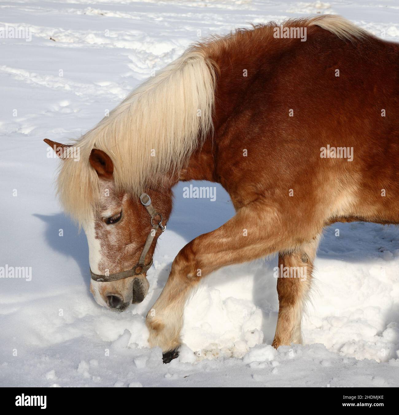 Pferd / Horse / Equus caballus Stock Photo - Alamy