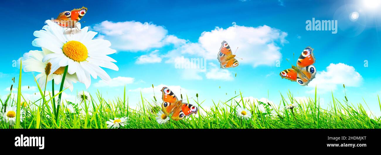 summer, daisy, butterflies, summers, daisies, butterfly Stock Photo - Alamy
