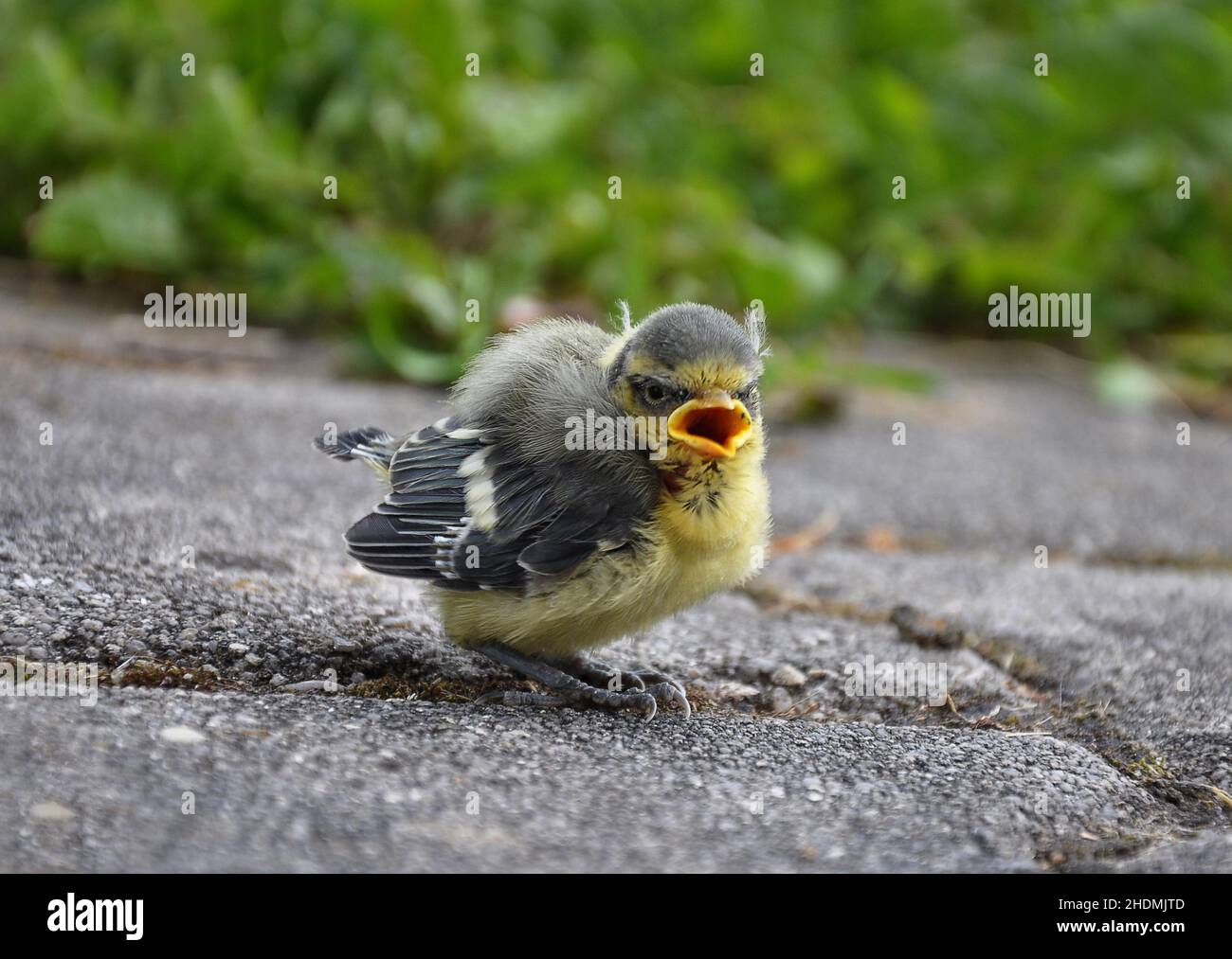 Tomtit birds hi-res stock photography and images - Alamy