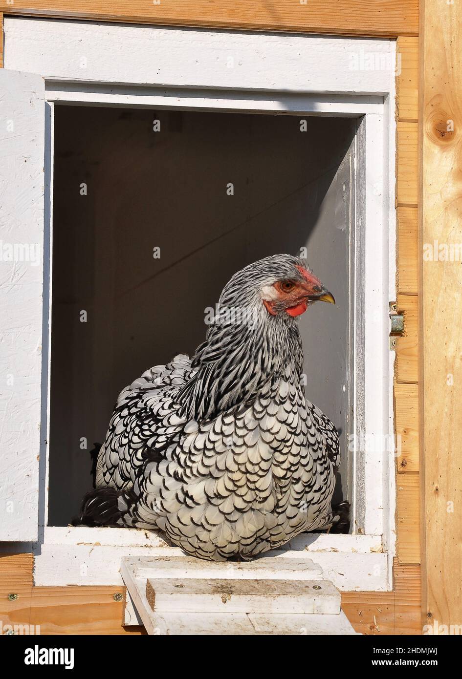 barn fowl, wyandotte, barn fowls, wyandottes Stock Photo - Alamy