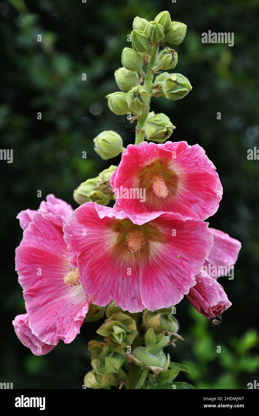 Hollyhock flowers hi-res stock photography and images - Alamy