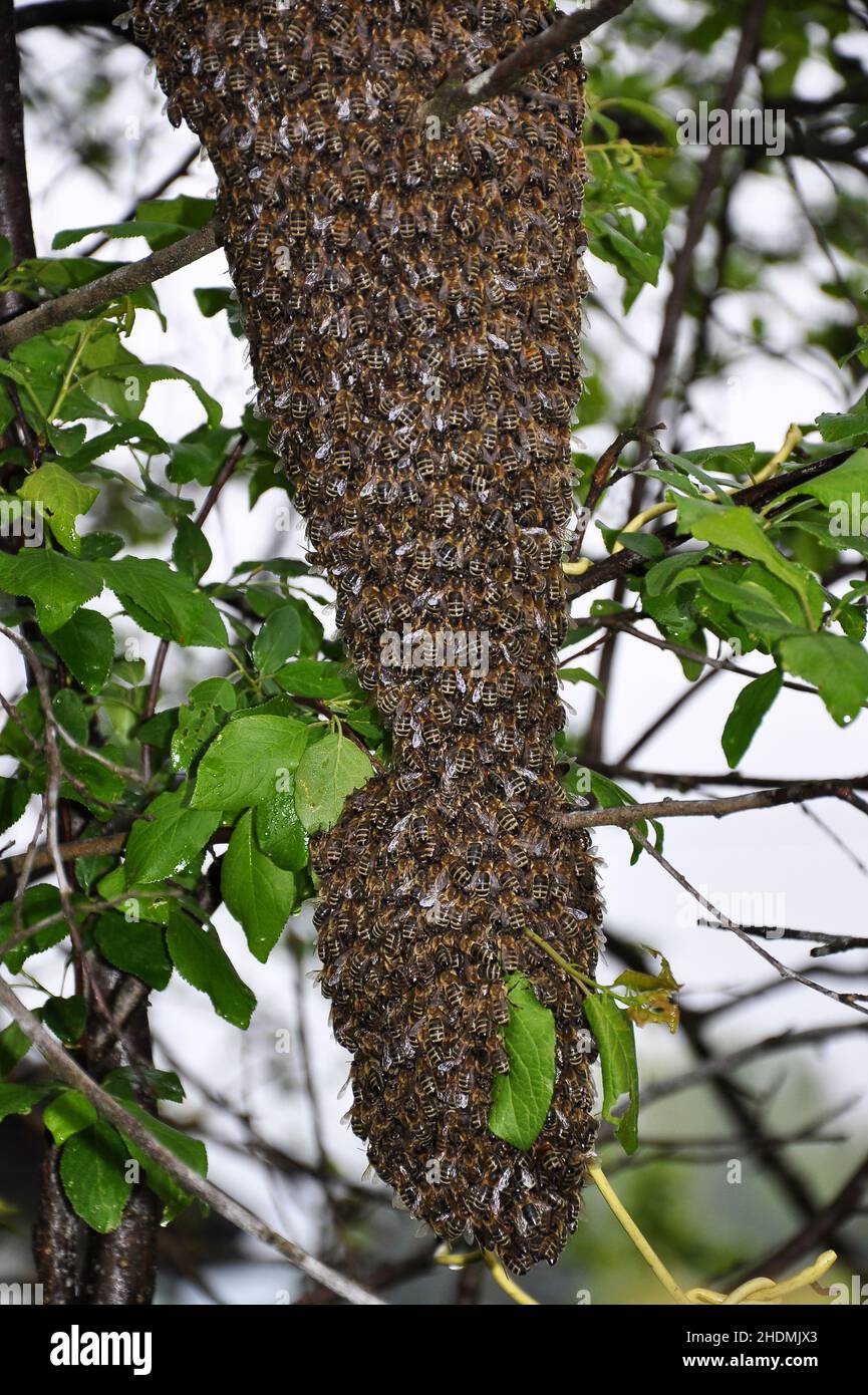 bee colony, swarm, Honey bee, bee colonies, beehive, swarm of bees ...