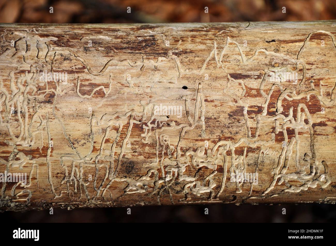 wood, bark beetles, infestation, woodland, woodlands, woods ...