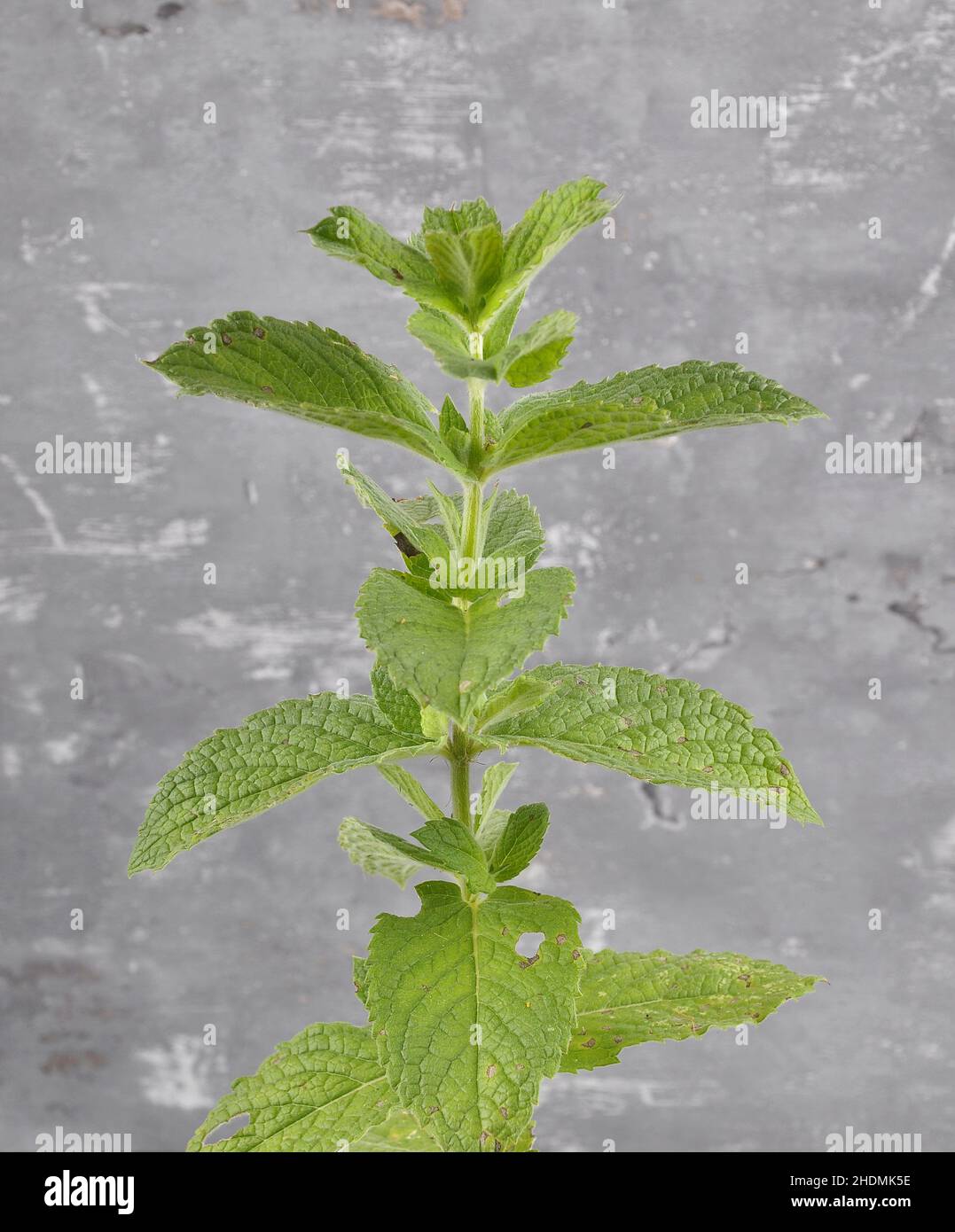 Peppermint colors hi-res stock photography and images - Alamy