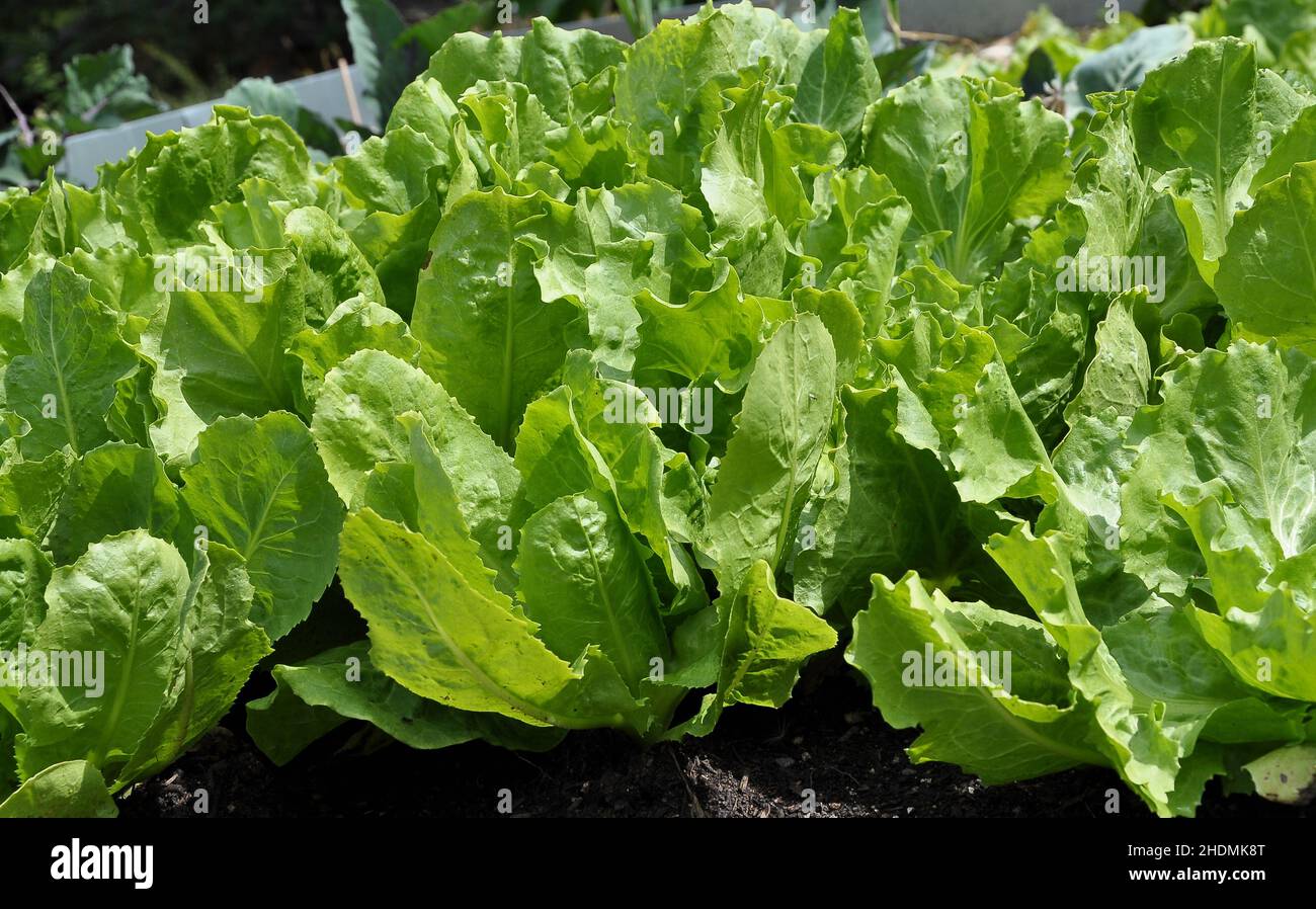 endive, vegetable garden, endives, vegetable gardens Stock Photo - Alamy