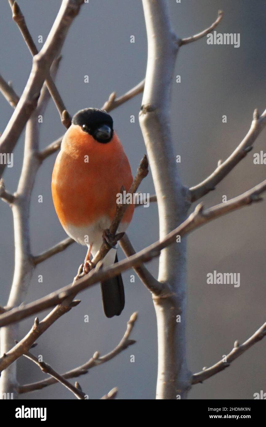 Eurasian bullfinch sitting on hi-res stock photography and images - Alamy