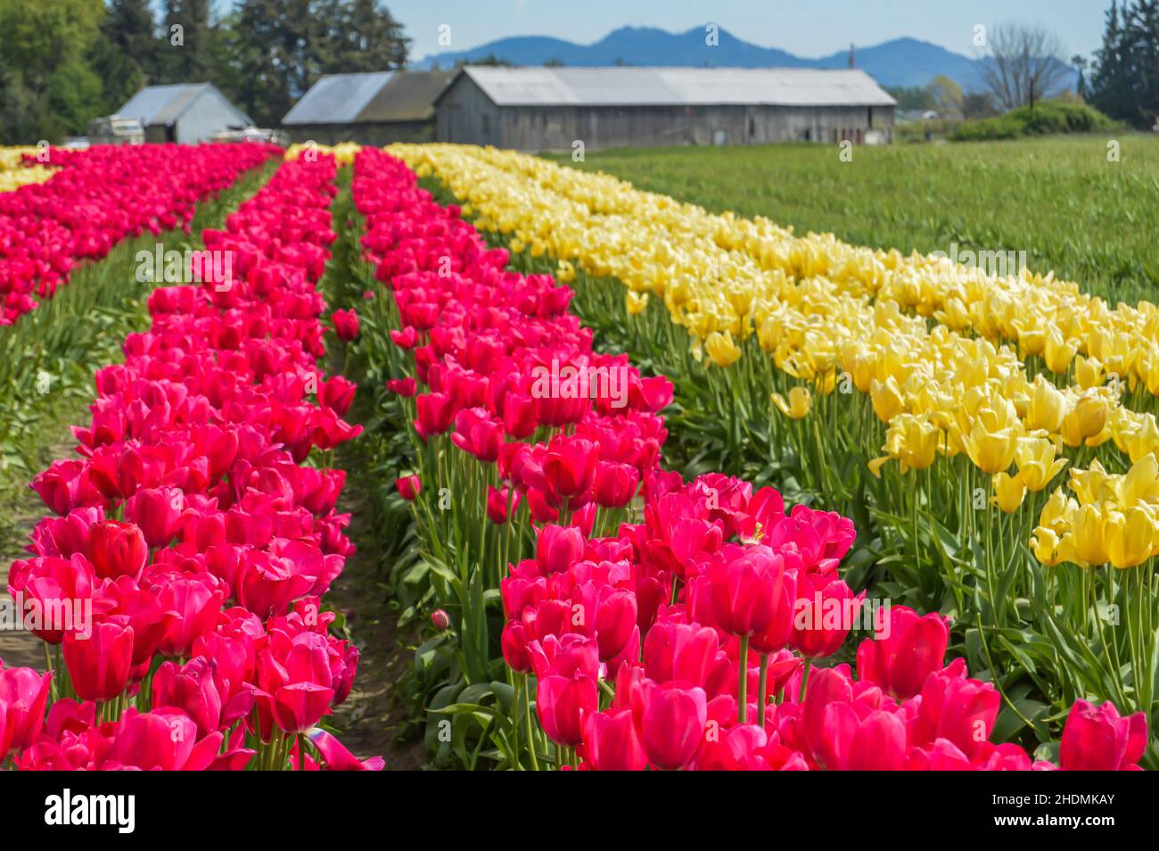 Tulip field in spring Stock Photo - Alamy
