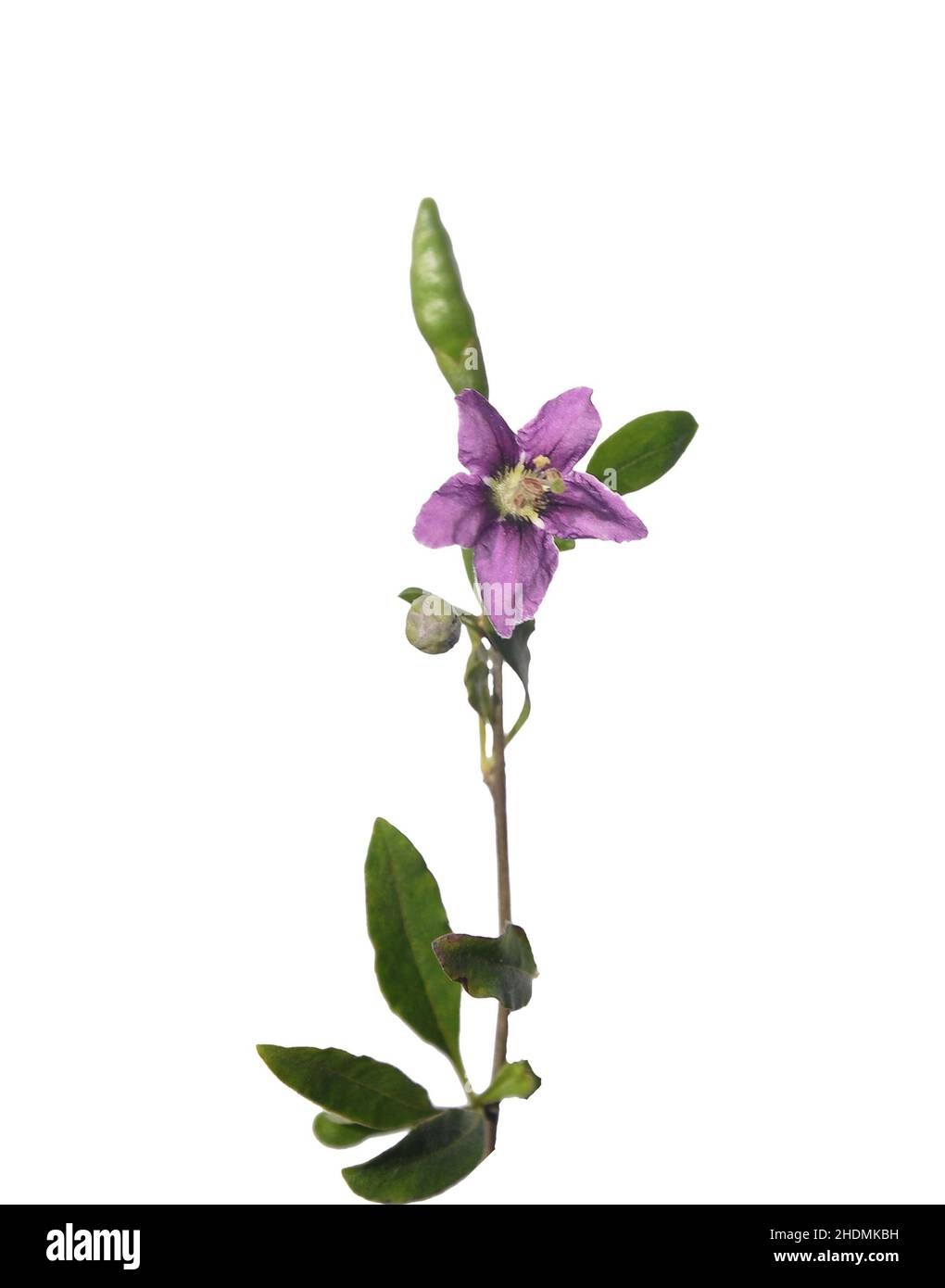 Lycium chinense绘画 hi-res stock photography and images - Alamy