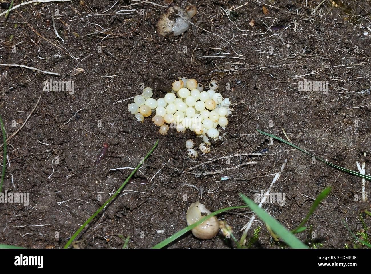 Spawning colors hi-res stock photography and images - Alamy