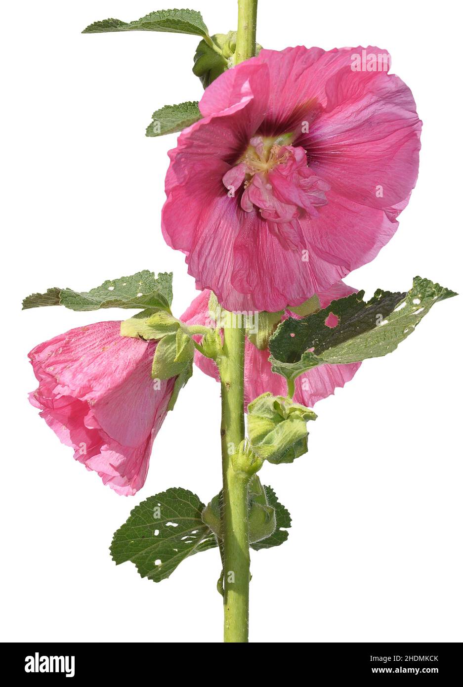 Hollyhock roses hi-res stock photography and images - Alamy