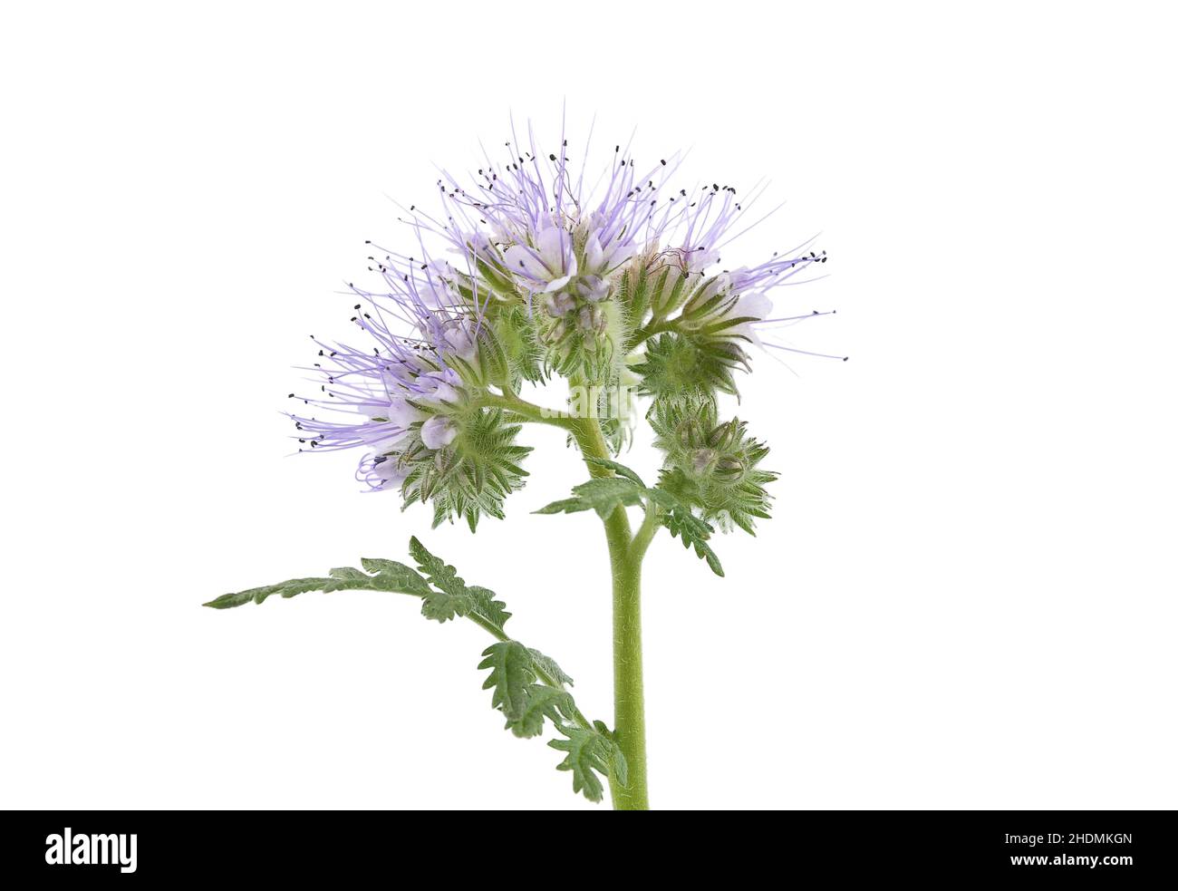 phacelia, honey plant, phacelias, honey plants Stock Photo - Alamy