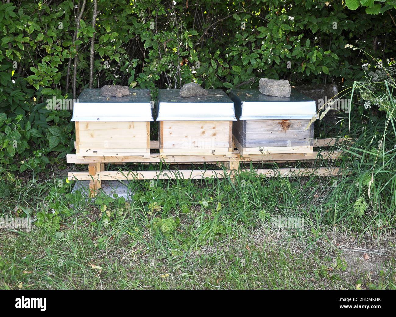 Bee colonies hi-res stock photography and images - Alamy