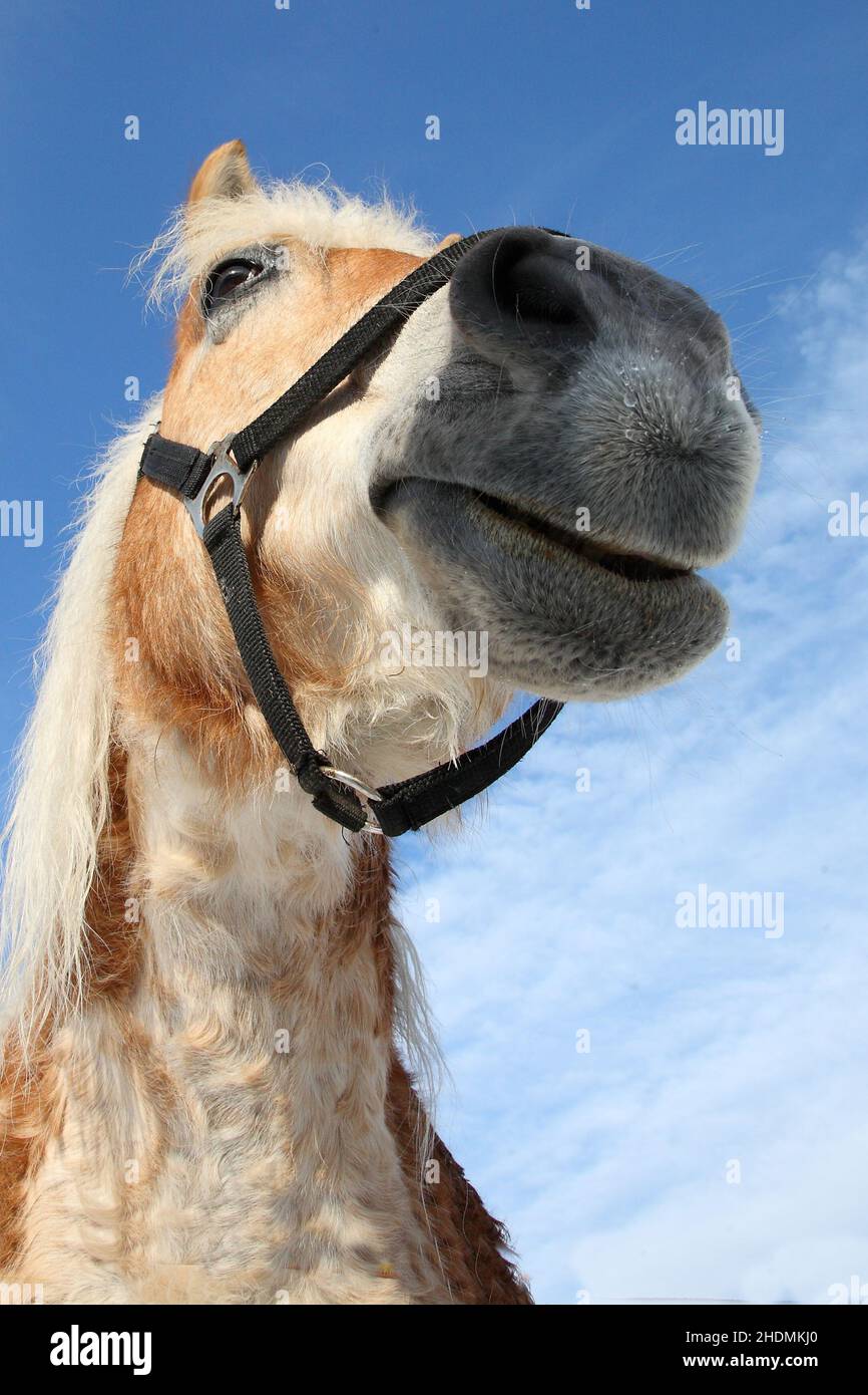 Pferd lustig hi-res stock photography and images - Alamy