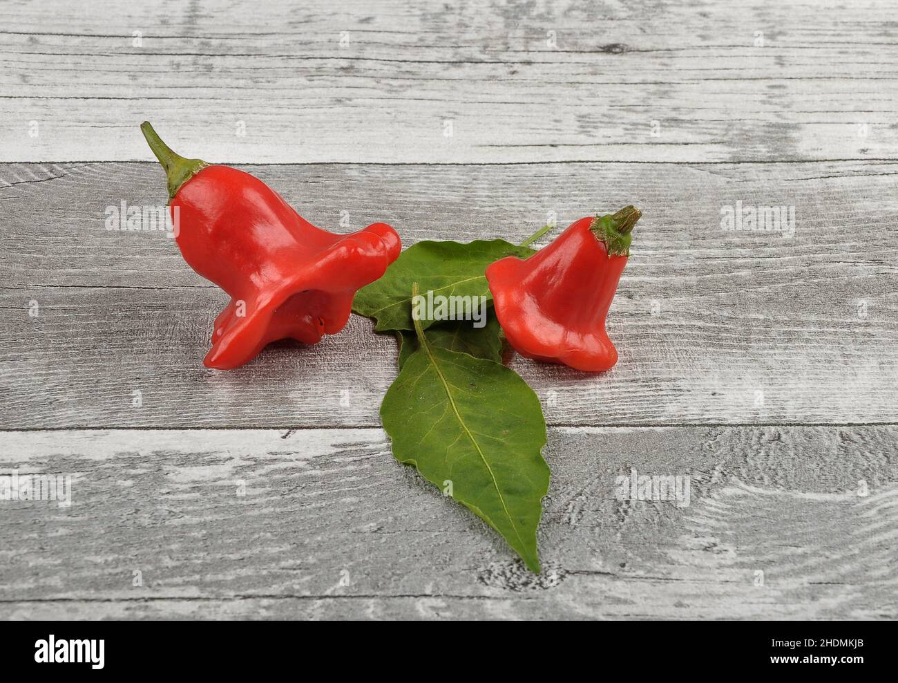 bishop's crown fruits Stock Photo - Alamy