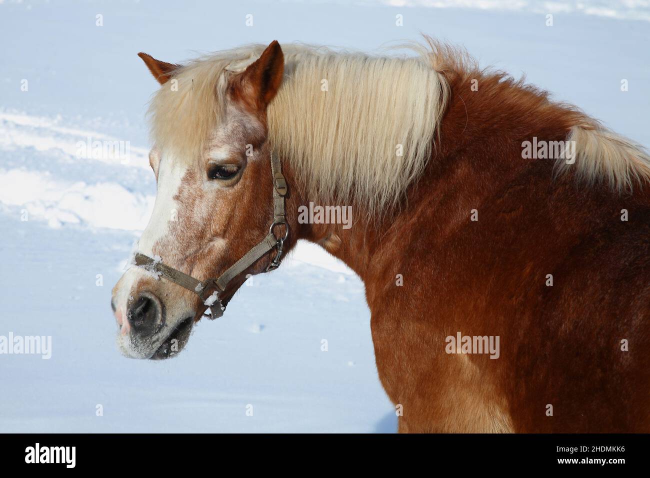 Pferde australien hi-res stock photography and images - Alamy