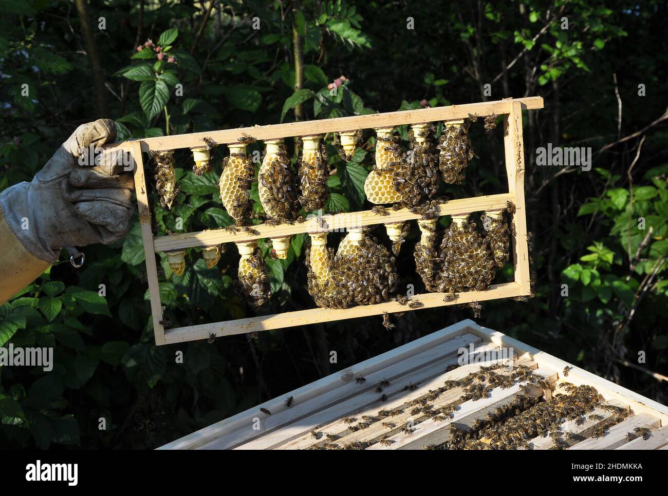 Queen breeding hi-res stock photography and images - Alamy