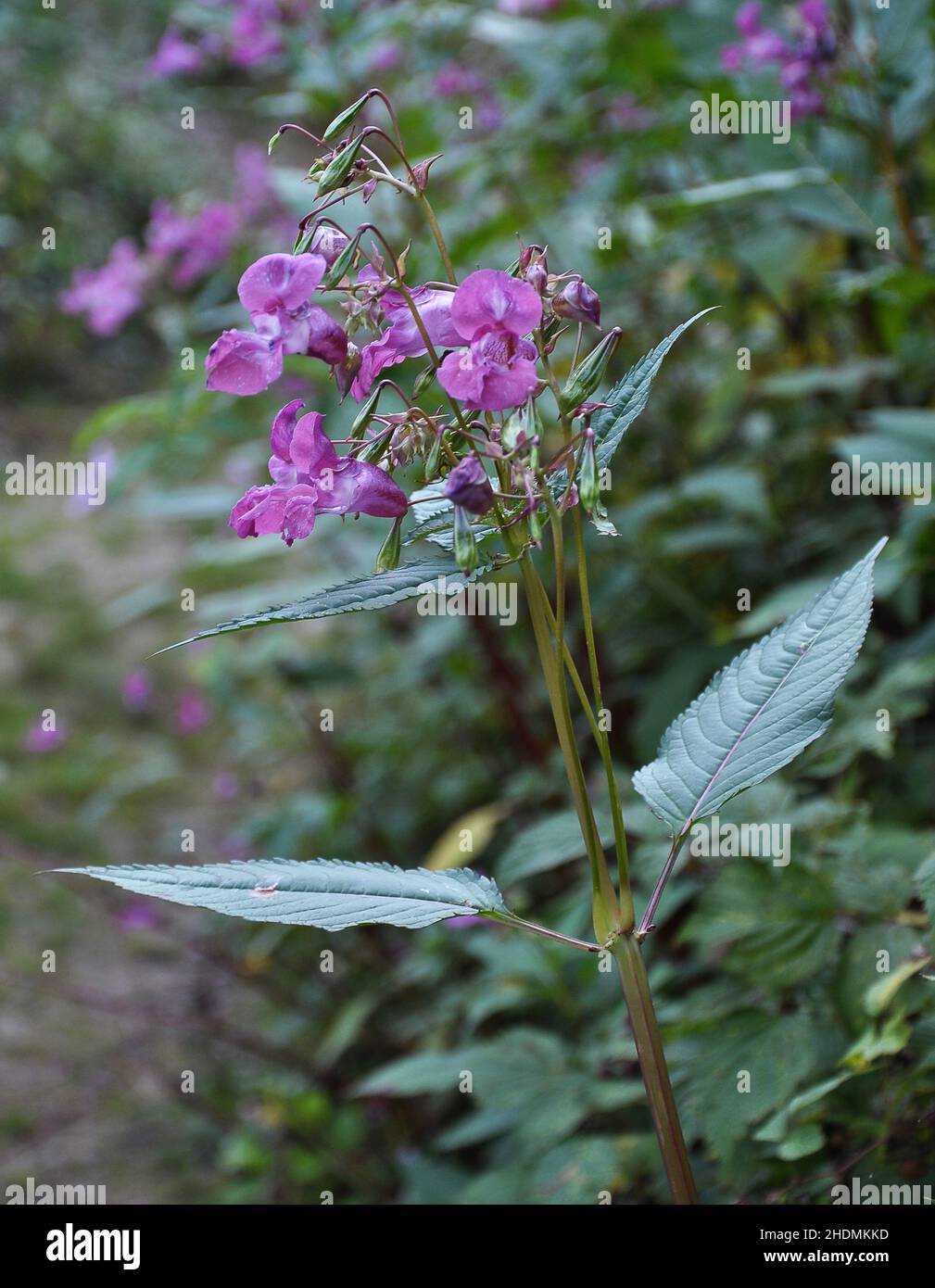 himalayan balsam, himalayan balsams Stock Photo - Alamy