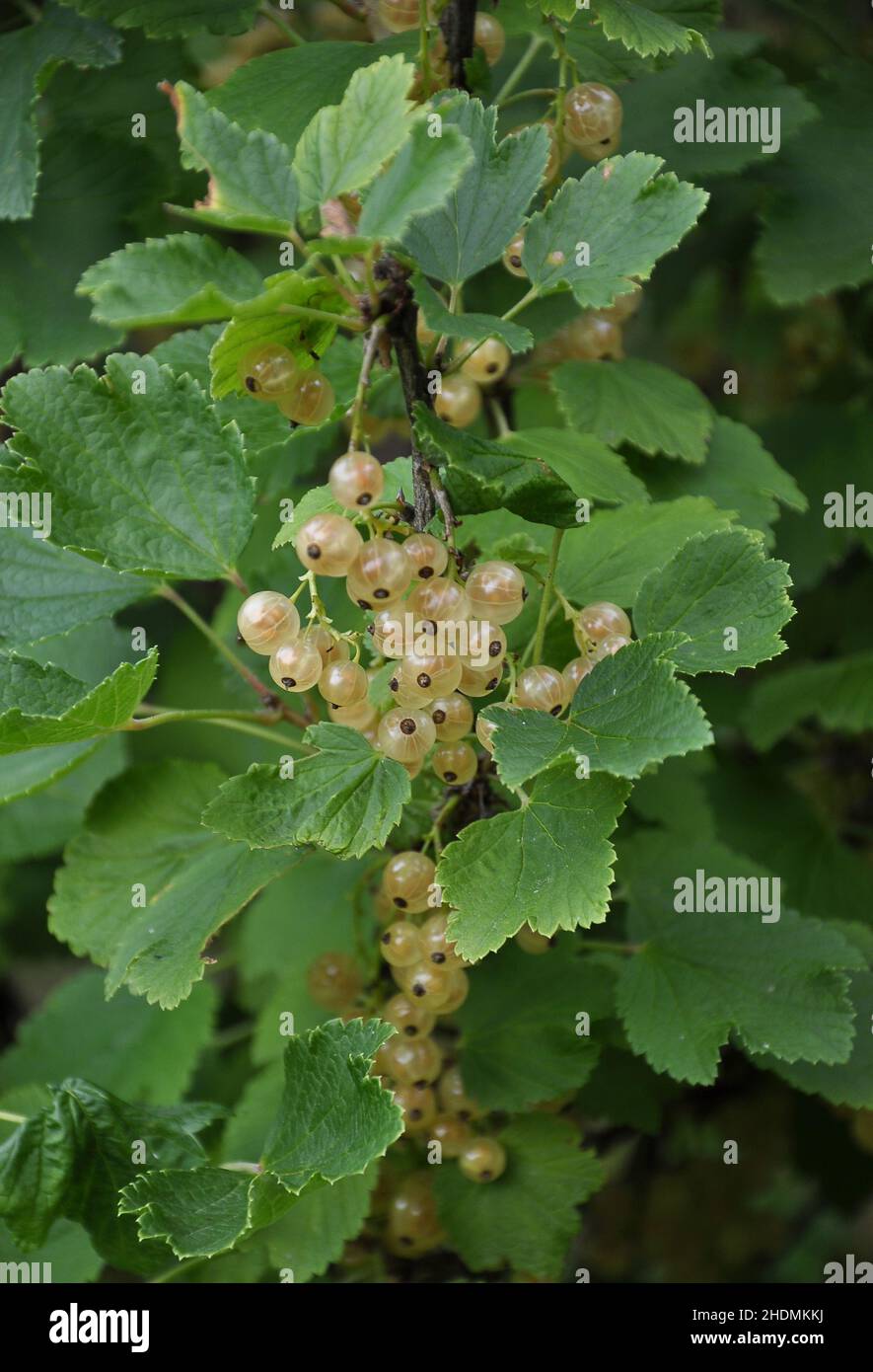 white currant, white currants Stock Photo - Alamy