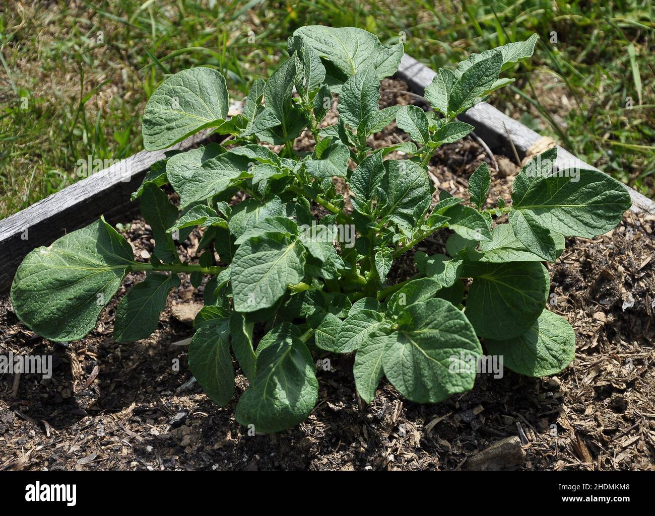 potato plant, potato plants Stock Photo - Alamy