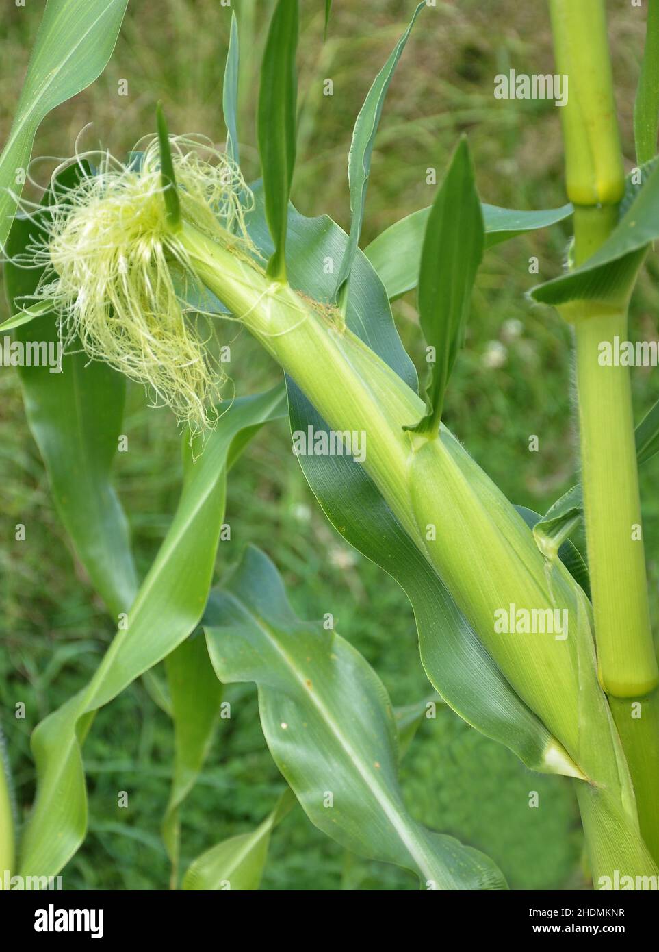 maize cob, maize plant, corn on the cobs, corn plants Stock Photo - Alamy