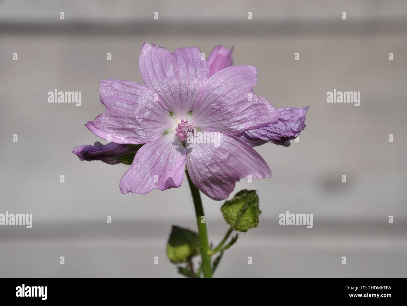 Malva moschatas hi-res stock photography and images - Alamy