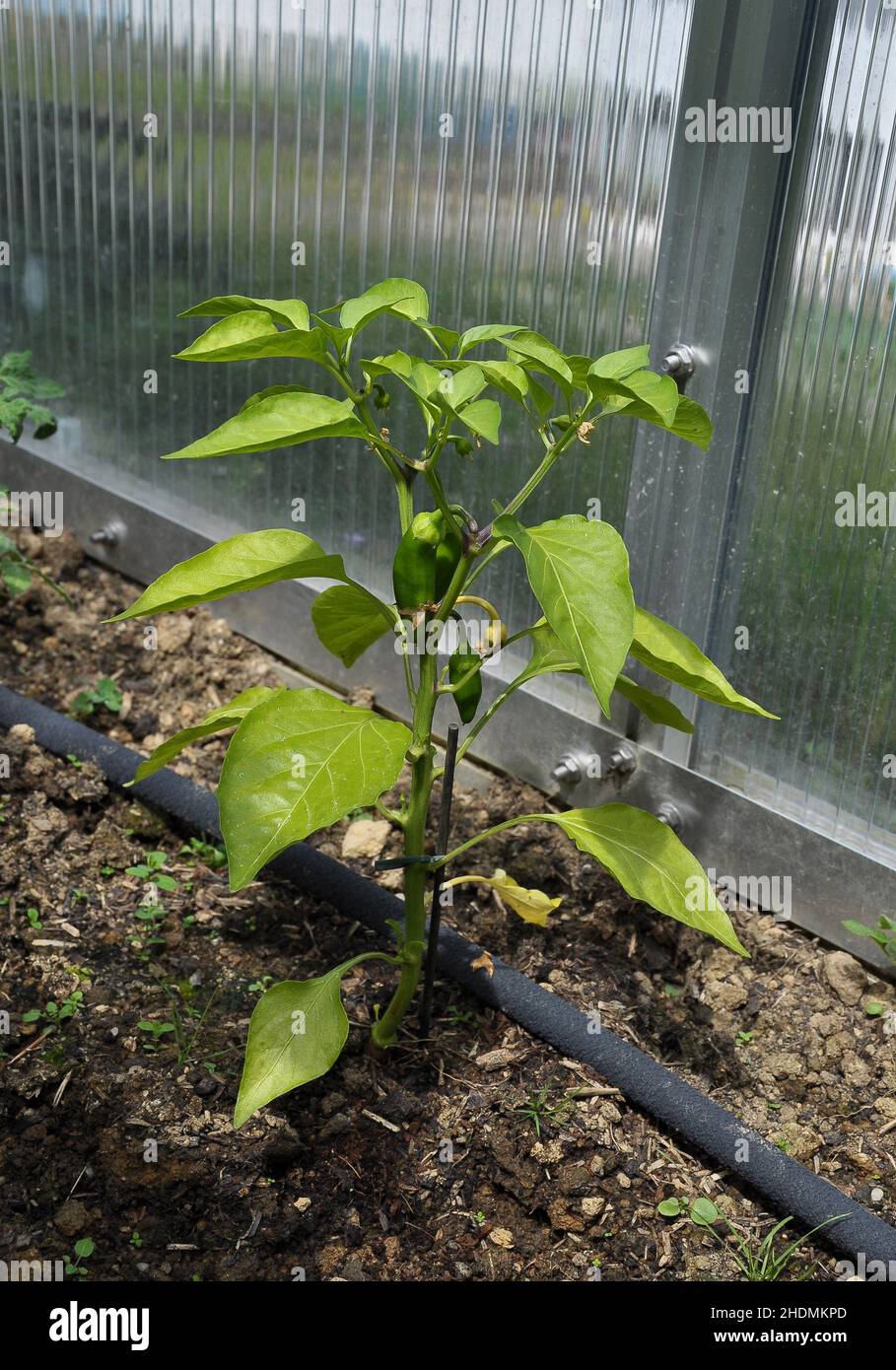 greenhouse, pepperoni plant, greenhouses, pepperoni plants Stock Photo ...