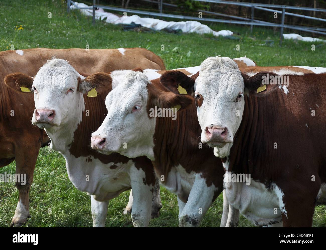 dairy cattle, dairy cattles Stock Photo - Alamy