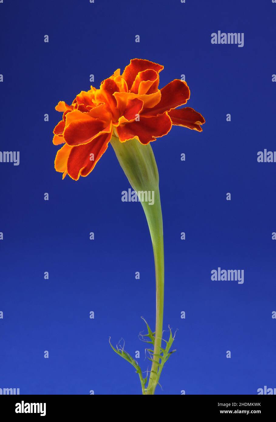 Marigold vertical hi-res stock photography and images - Alamy