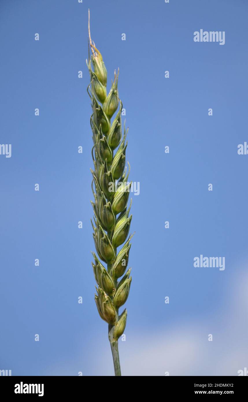 wheat ears, wheat ear Stock Photo - Alamy