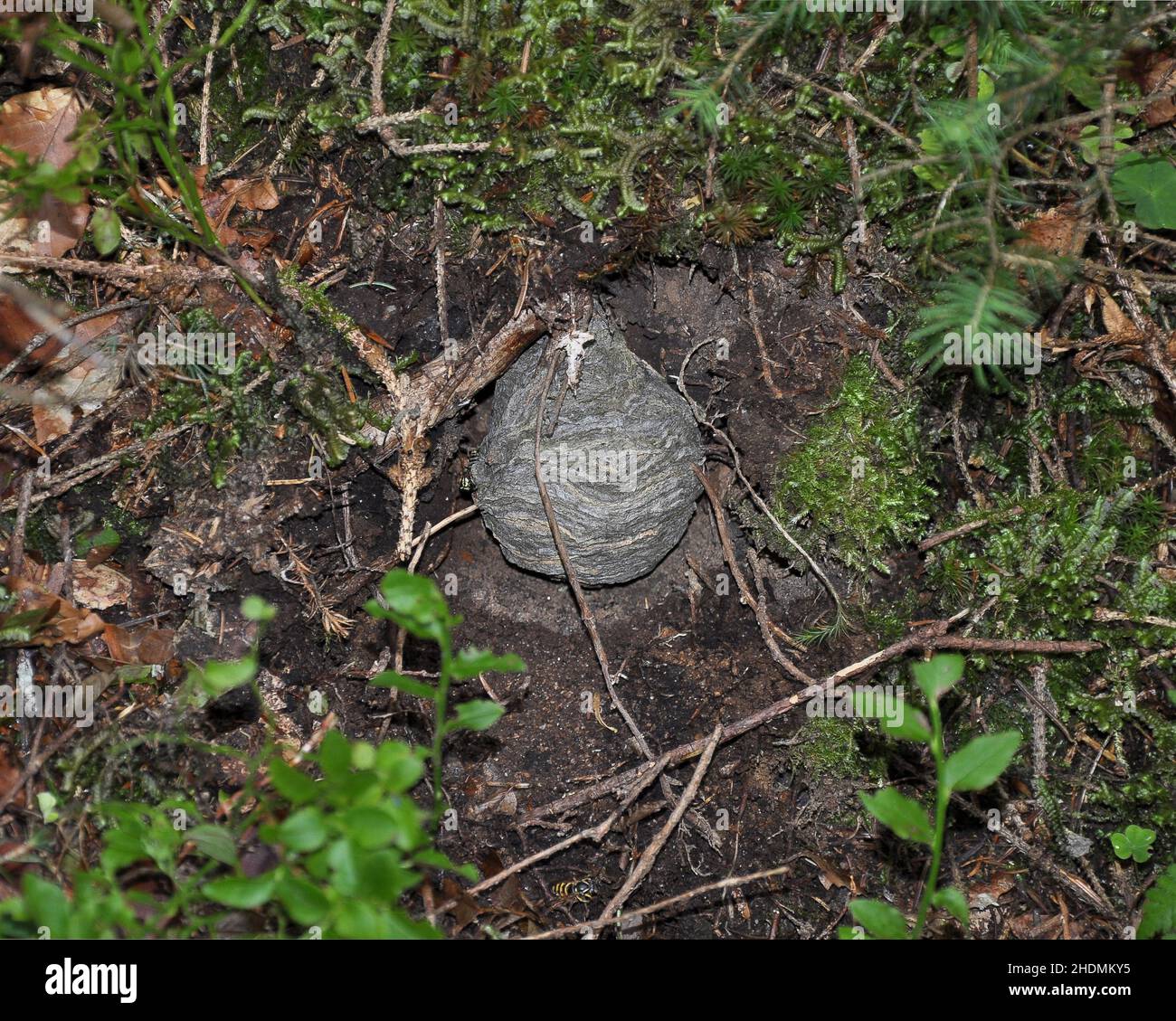 forest, wasps nest, forests, wood, woodland, woods, wasps nests Stock ...